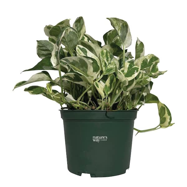 NATURE'S WAY FARMS Pothos N-Joy Live Indoor Plant in Growers Pot Avg ...