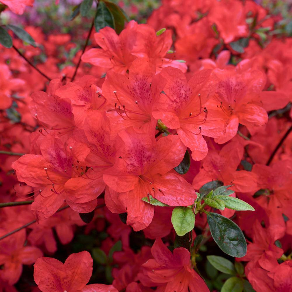 national PLANT NETWORK 1 Gal. Encore Sunset Azalea Plant with Red ...