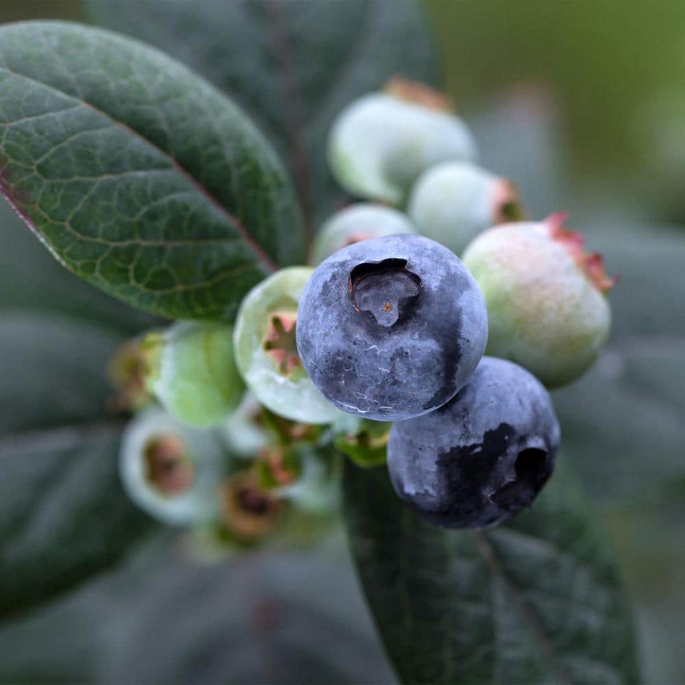 BUSHEL AND BERRY 2 Gal. Bushel and Berry Pink Icing Blueberry Live ...