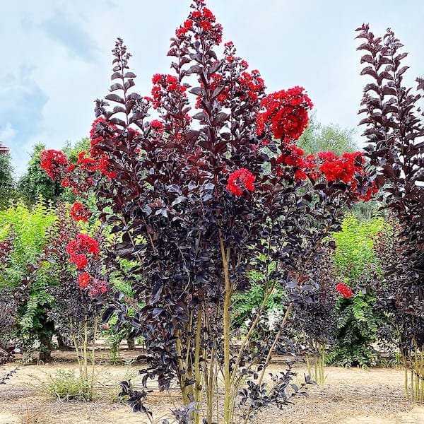 BLACK DIAMOND 7 Gal. Red Hot Crape Myrtle Tree with Red Blooms CRMBRH07G The Home Depot