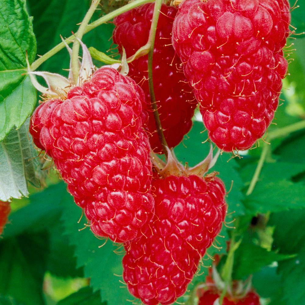 Gurney's 4 in. Pot Coho Raspberry (Rubus), Live Fruiting Plant (1-Pack ...