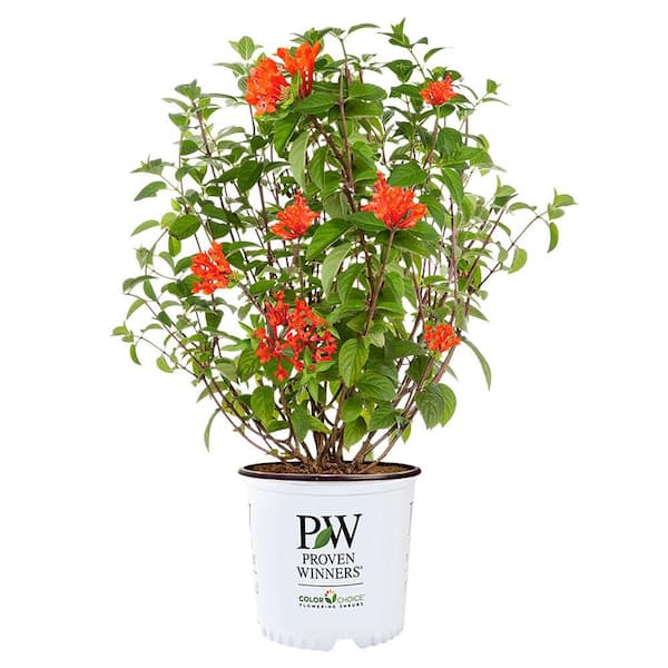 PROVEN WINNERS 2 Gal. Estrellita Scarlet Firecracker Shrub 18390 - The ...