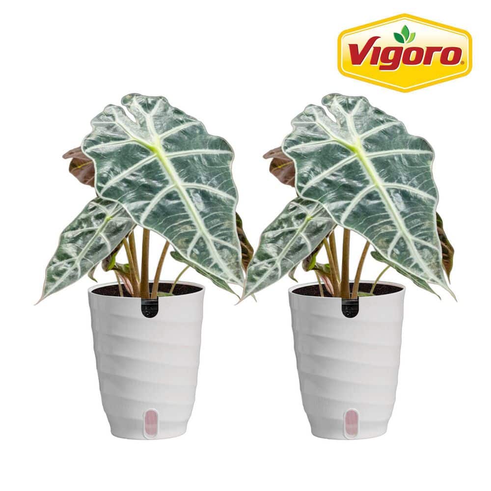 Vigoro Alocasia Polly Plant in 6in. White Decor Pot, Avg. Shipping ...