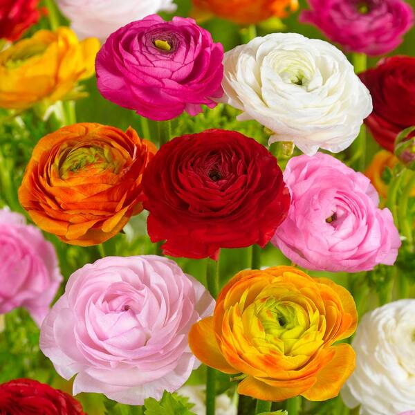 Garden State Bulb 6/7 cm Ranunculus Bulbs Mixed (Bag of 100) ECF-16-100 ...