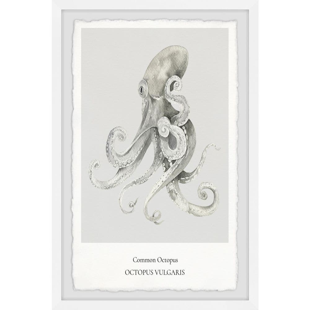 Common Octopus Drawing
