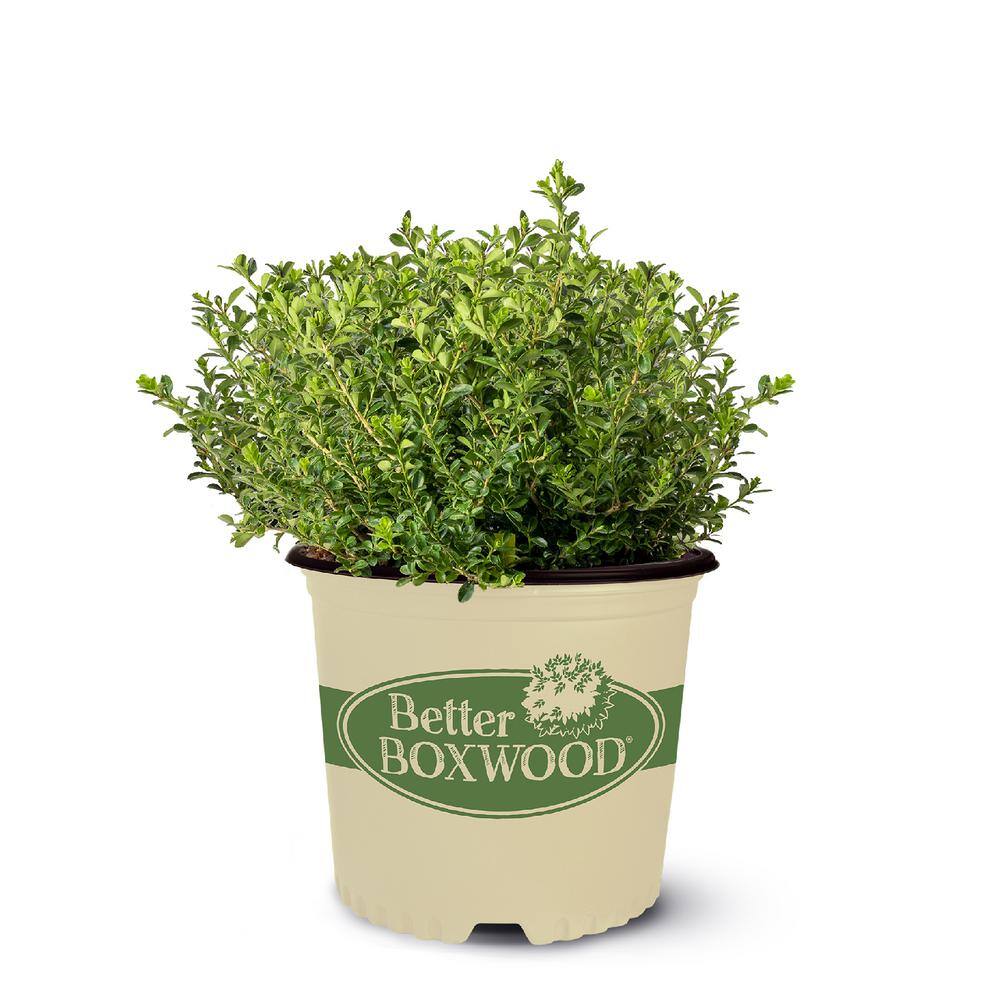 BETTER BOXWOOD 1 Gal. Renaissance Boxwood Shrub 18190 - The Home Depot