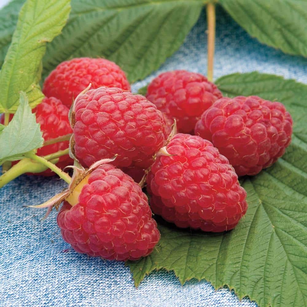 DIRECT GARDENING Sweet Repeat Red Raspberry Bush Dormant Bare Root ...
