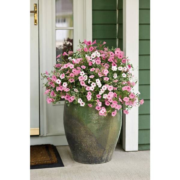 PROVEN WINNERS 4-Pack, 4.25 in. Eco+Grande Supertunia Vista Silverberry ...