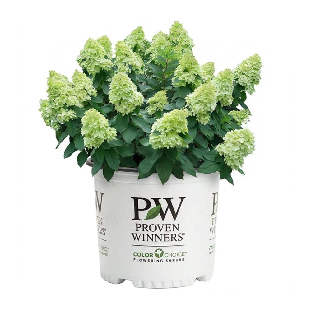 PROVEN WINNERS 2 Gal. Limelight Prime Hydrangea Live Flowering Shrub ...