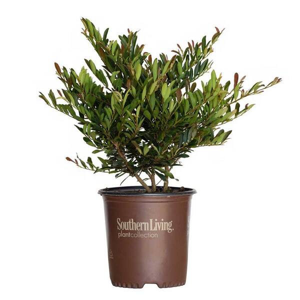 SOUTHERN LIVING 2.5 qt. Cast in Bronze Distylium, Evergreen Shrub with ...