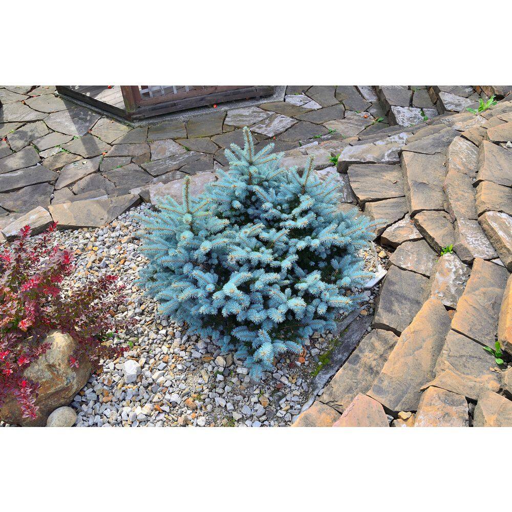 Online Orchards 1 gal. Dwarf Blue Globe Spruce with Icy Blue Evergreen ...