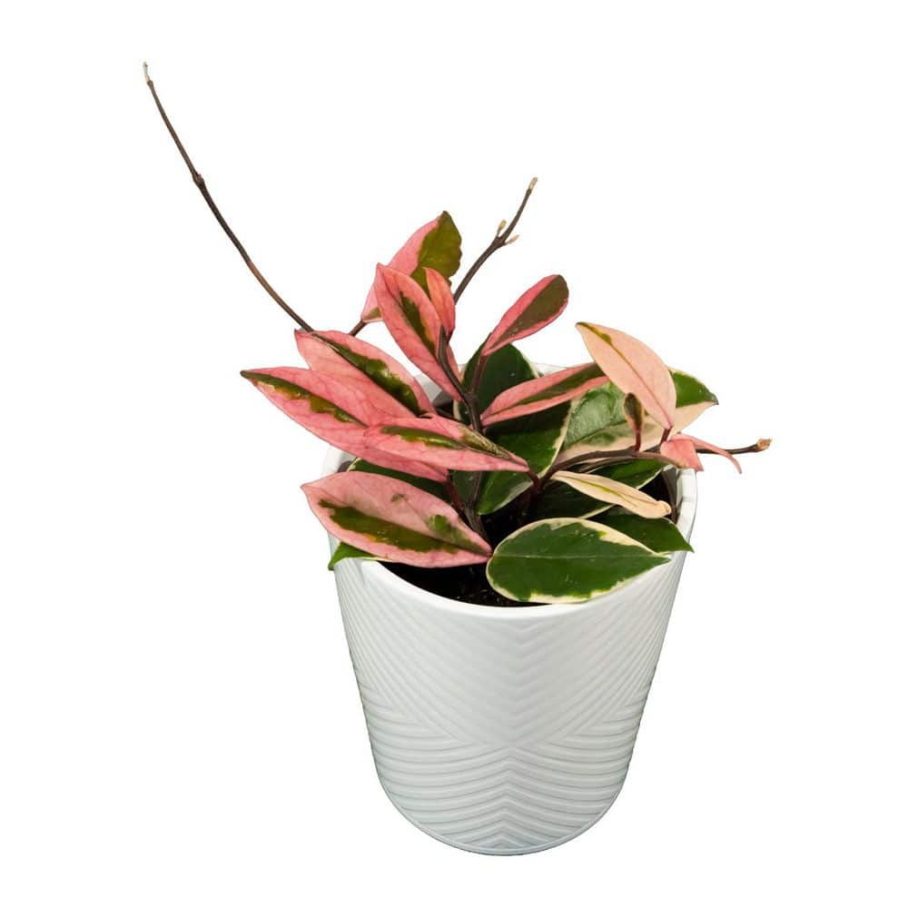 Reviews for LEAFJOY Hoya Endless Cascades Shining Sea Star Indoor Plant ...