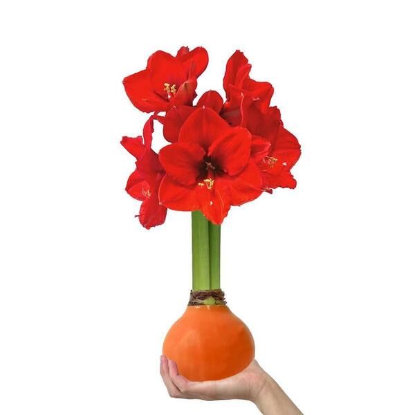 GARDENUITY Jumbo Orange Wax-Dipped Sovereign Bloom Amaryllis Bulb PL ...