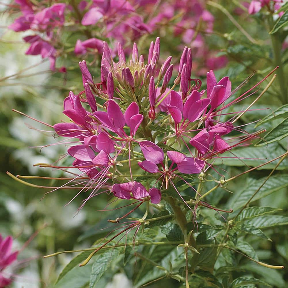 Vigoro 2 QT Cleome Spider Flower Sparkler 2.0 Purple' Purple Annual ...