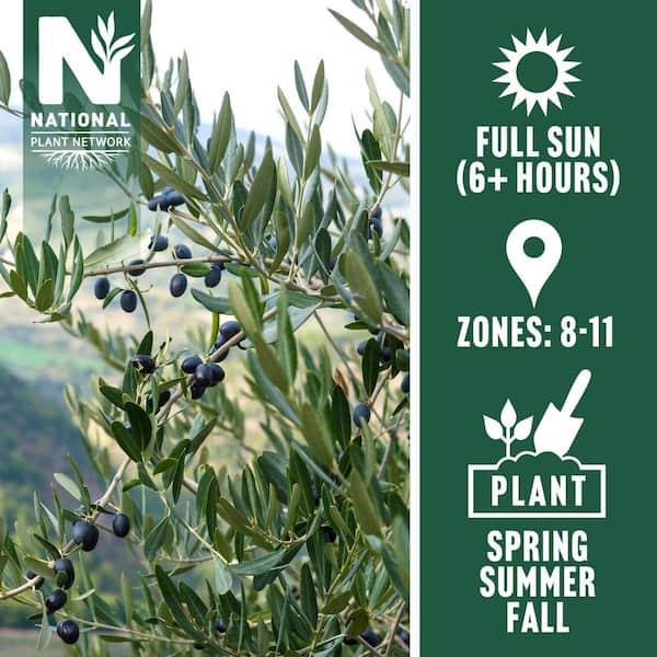 21-40 - Fruit Trees - The Home Depot