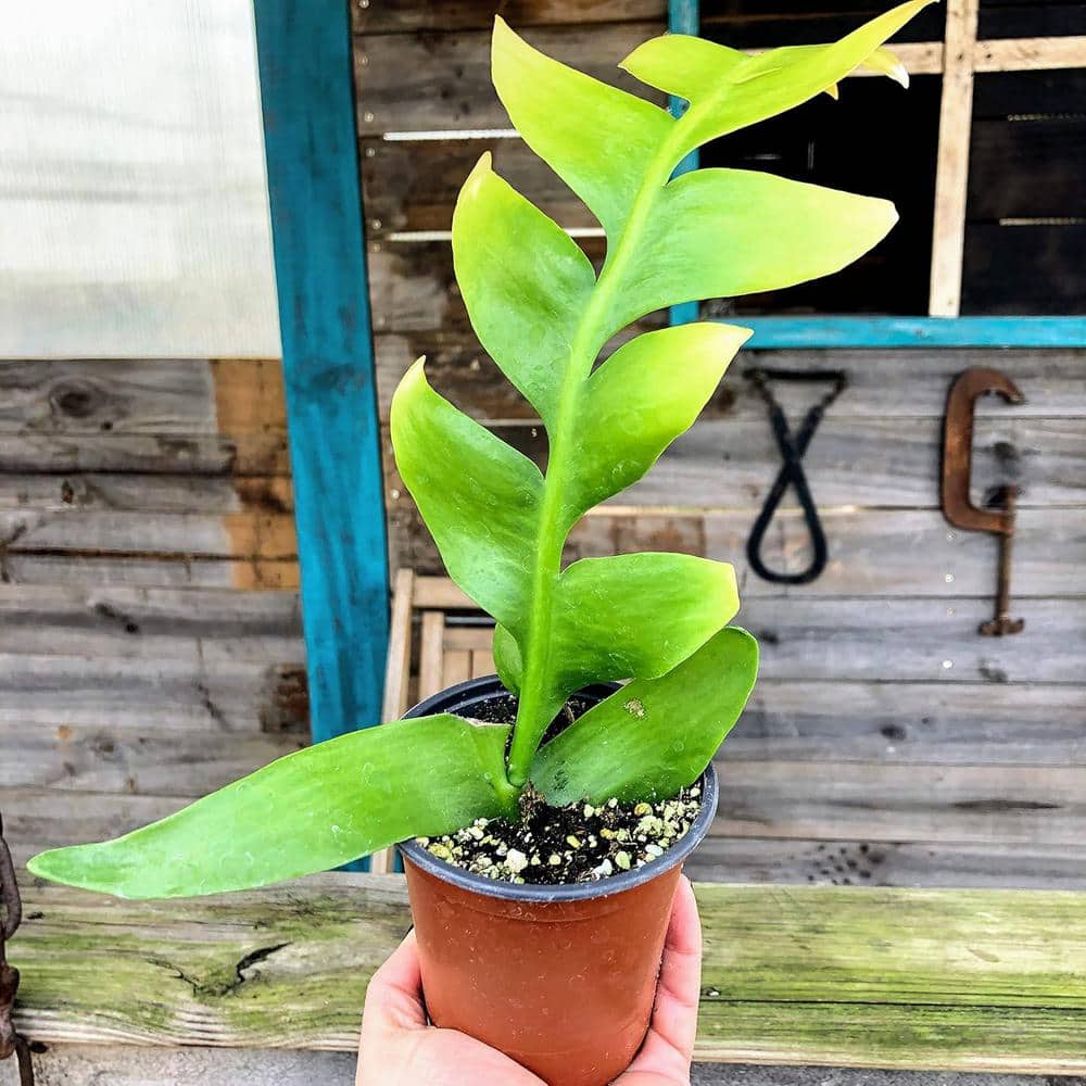 Wekiva Foliage Shark's Tooth Cactus-Live Plant in a 4 Inch Pot ...