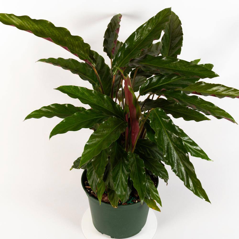 TropicalPlants.com Velvet Calathea (Calathea Rufibarba) Live Plant in 6 ...