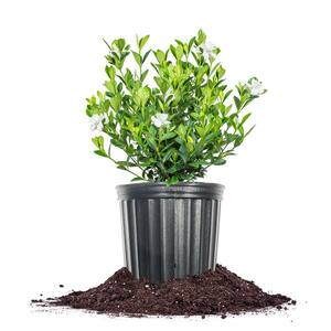 Perfect Plants Frostproof Gardenia Plant in 3 Gal. Grower's Pot THD ...
