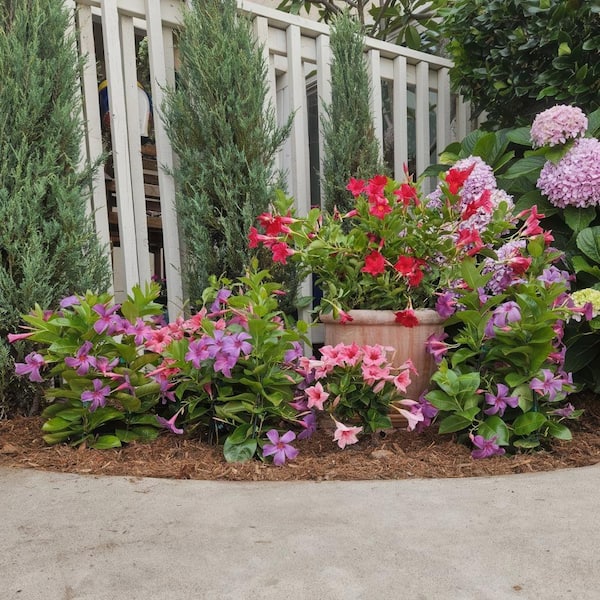 national PLANT NETWORK 4 in. Mandevilla Bluephoria Summer Annual Plant ...