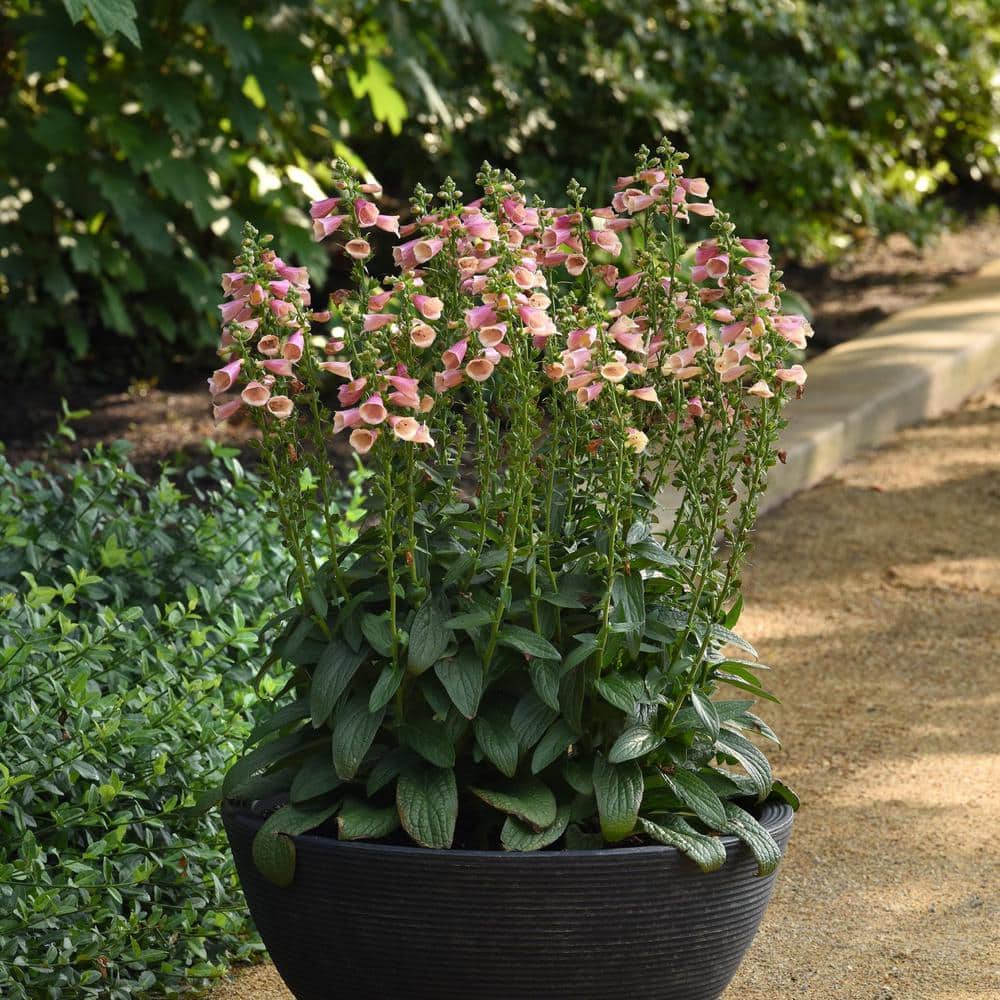 national PLANT NETWORK 4 in. Digitalis Arctic Fox Rose Perennial Plant ...