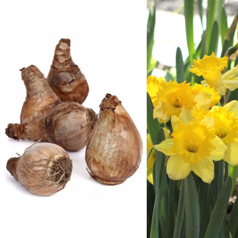 national PLANT NETWORK Daffodil Dutch Master Bulbs (50-Pack) HD3140B ...