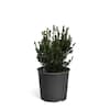 Brighter Blooms 3 Gal. Wintergreen Boxwood Shrub BOX-WIN3 - The Home Depot