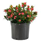 1 Gal. Herbert Azalea Shrub with Large Vibrant Magenta Blooms and Green ...