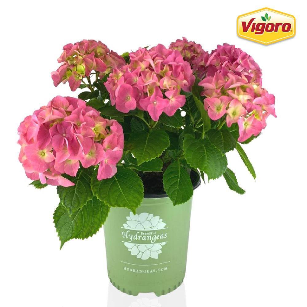 Vigoro 2 Gal. Michele Hydrangea Live Shrub with Pink Flowers HYD2GM ...
