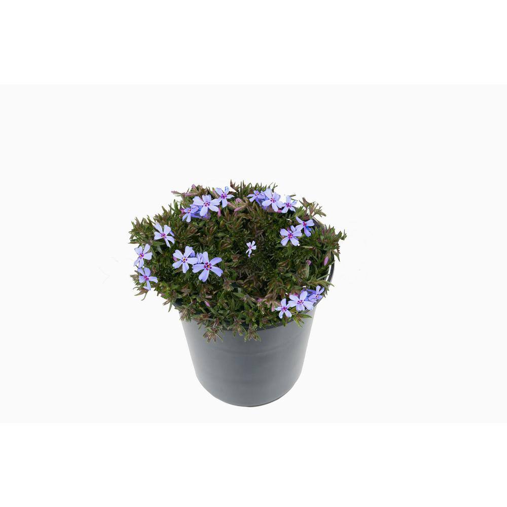 Perennial Phlox Subulata Spring Blue 2.5 Qt. - 4-Pack 2215 - The Home Depot