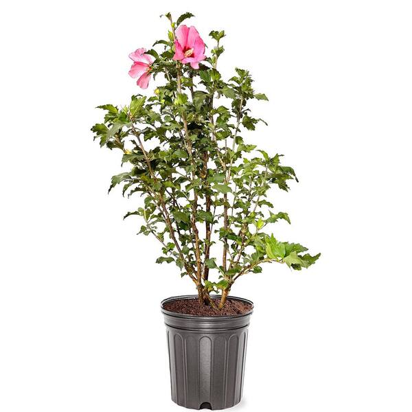 7 Gal. Althea Rose of Sharon Shrub Form with Red Flowers ALTRED07G ...
