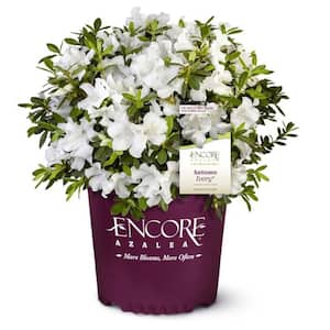 ENCORE AZALEA 1 Gal. Encore Autumn Chiffon Azalea Shrub with Bi-Color ...