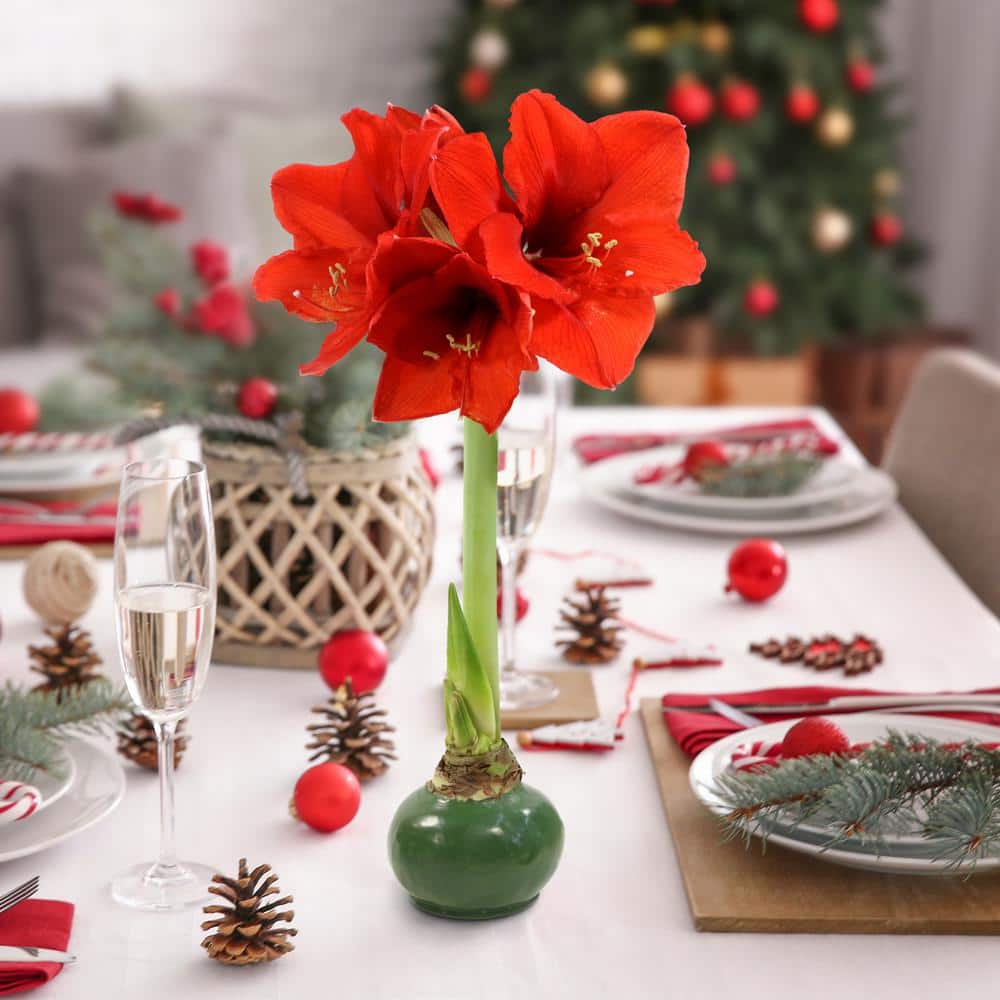 national PLANT NETWORK Evergreen Waxed Red Blooming Giant Amaryllis ...