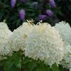 PROVEN WINNERS 1 Gal. Puffer Fish Panicle Hydrangea (Paniculata), Live ...