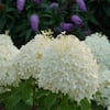 PROVEN WINNERS 1 Gal. Puffer Fish Panicle Hydrangea (Paniculata), Live ...