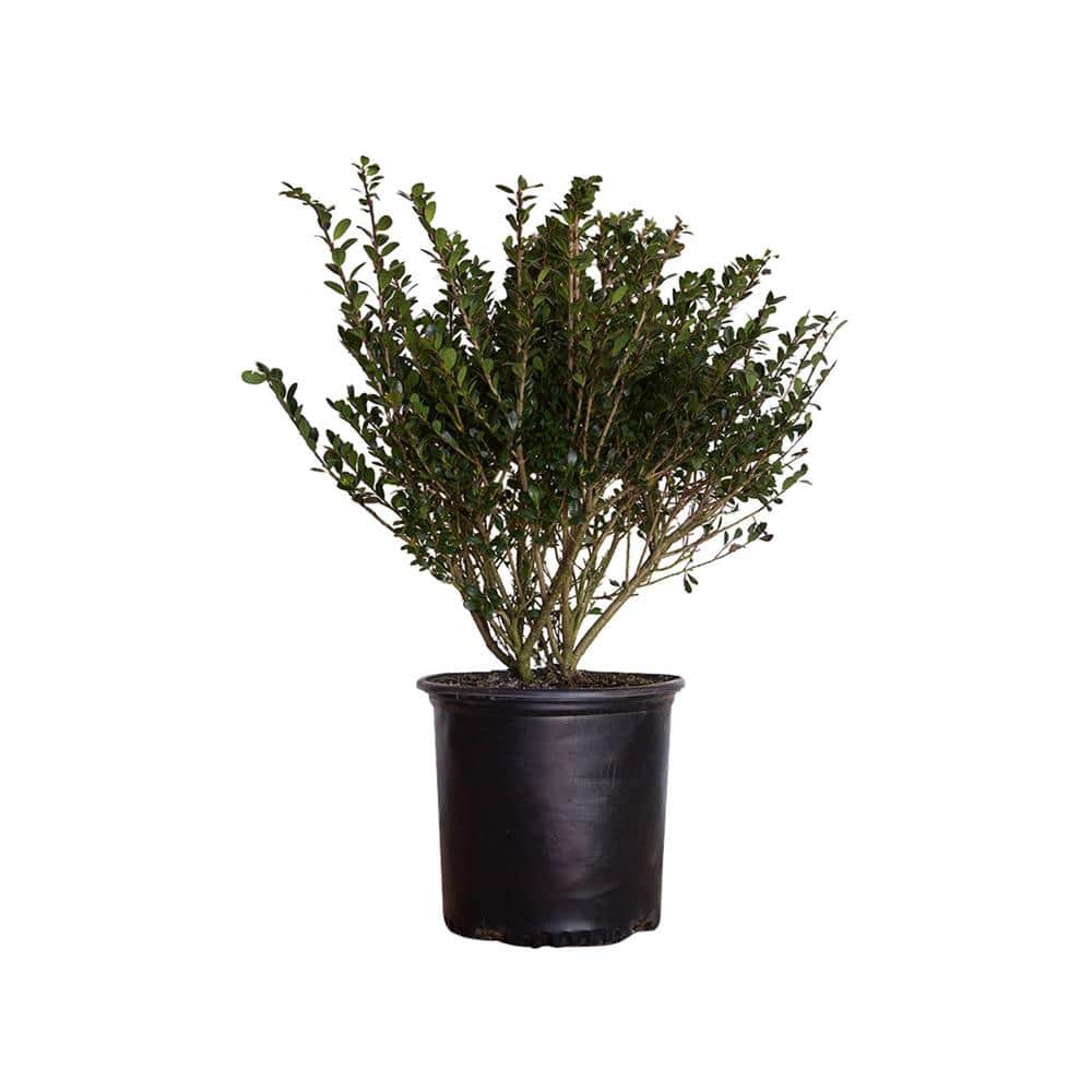 FLOWERWOOD 3 Gal. Japanese Holly Compacta 3 Gal. Live Evergreen Shrub ...