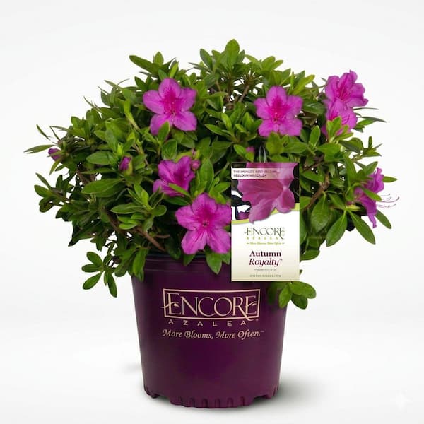 ENCORE AZALEA 1 Gal. Autumn Twist Azalea Bush with Reblooming Purple ...