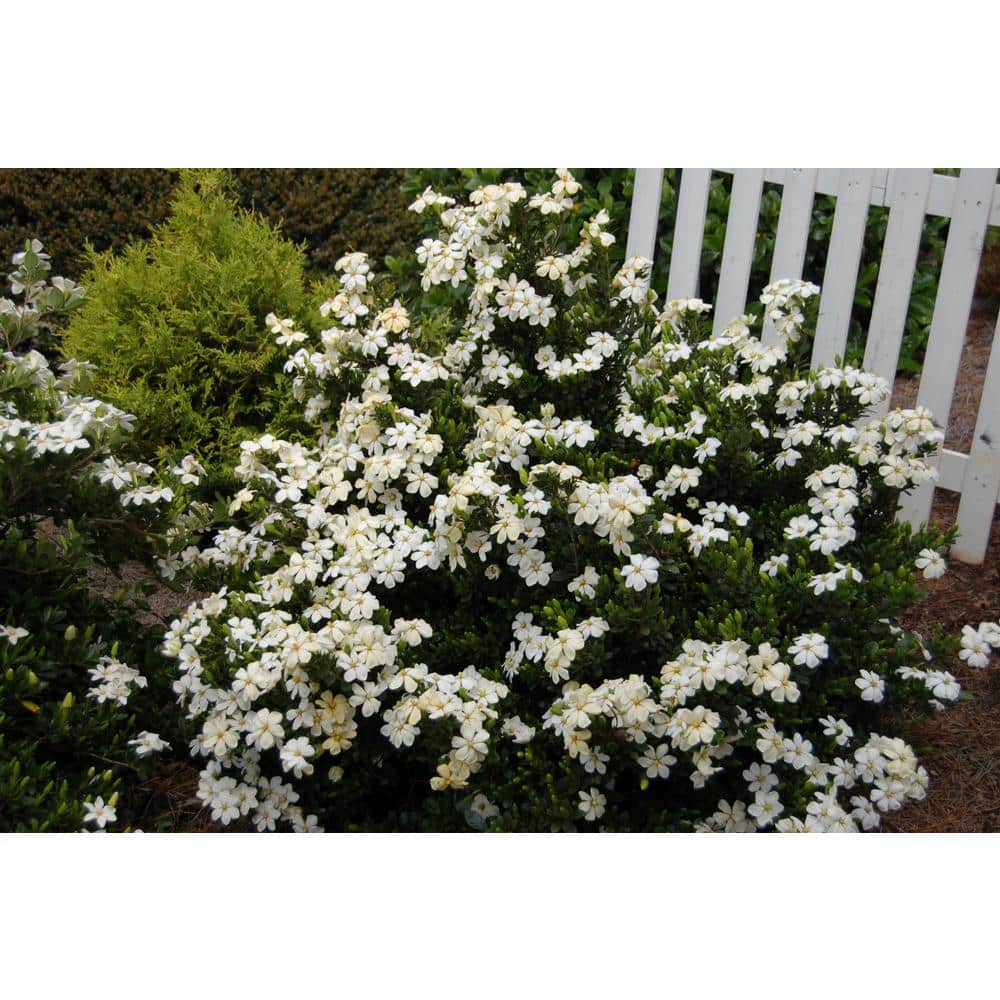 Reviews for Vigoro 2 Gal. Echo Heaven Scent Gardenia, Live Evergreen ...