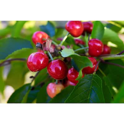 Online Orchards Dwarf Santa Rosa Plum Tree Bare Root FTPL003