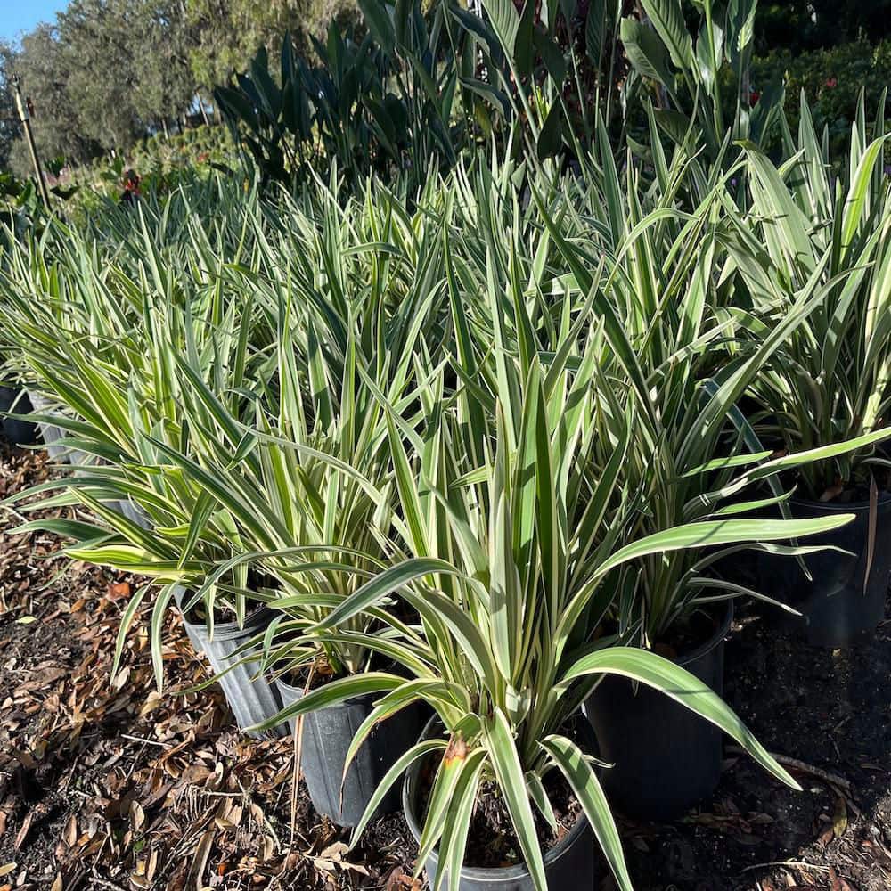 1 gal. Dianella Flax Lily Plant Plant with Lavender Flowers (3-Pack) D392G13PK - The Home Depot