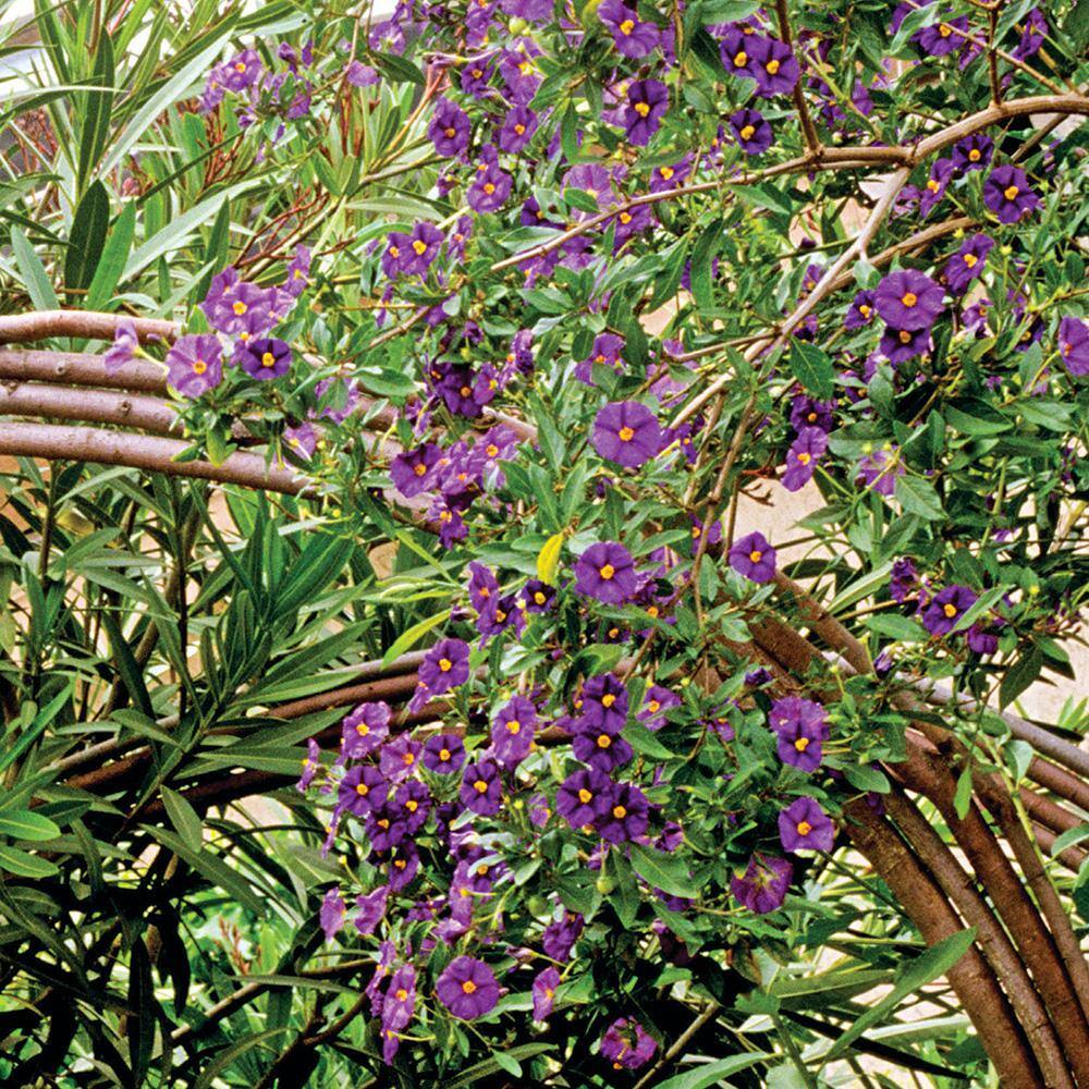 ALTMAN PLANTS 2.5 qt. Blue Potato Bush Flowering Shrub with Purple ...