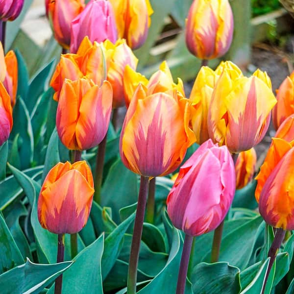Breck's Princess Tulip Bulbs Mixture (20-Pack) 62239 - The Home Depot