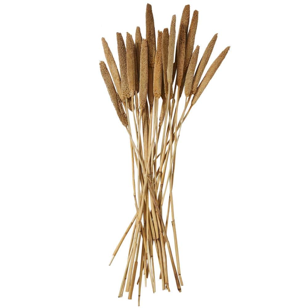 Litton Lane 20 in. Bunny Tail Natural Foliage with Long Stems (1 Bundle ...