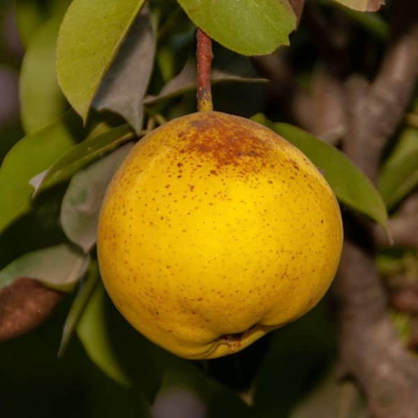 Southern Living 7 Gal. Orient Pear Tree PEAORI07G - The Home Depot