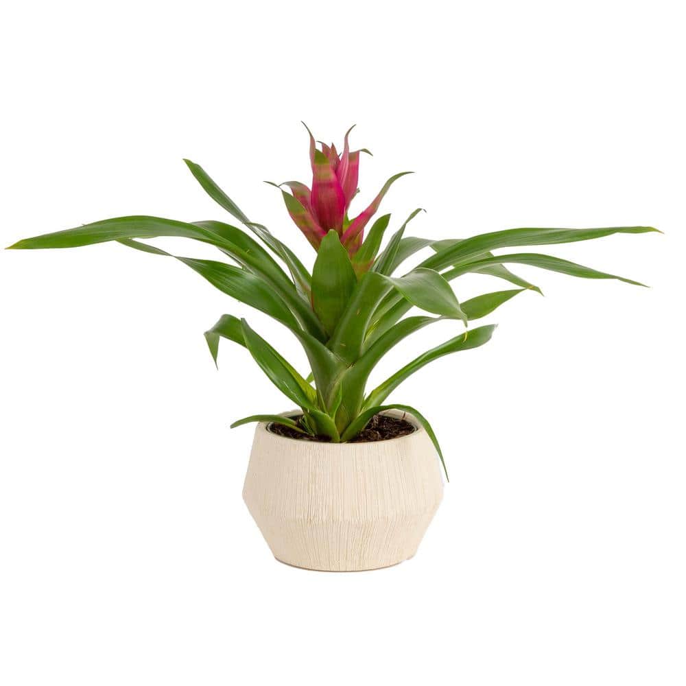 Reviews for Costa Farms Grower's Choice Bromeliad Indoor Plant in 4 in ...