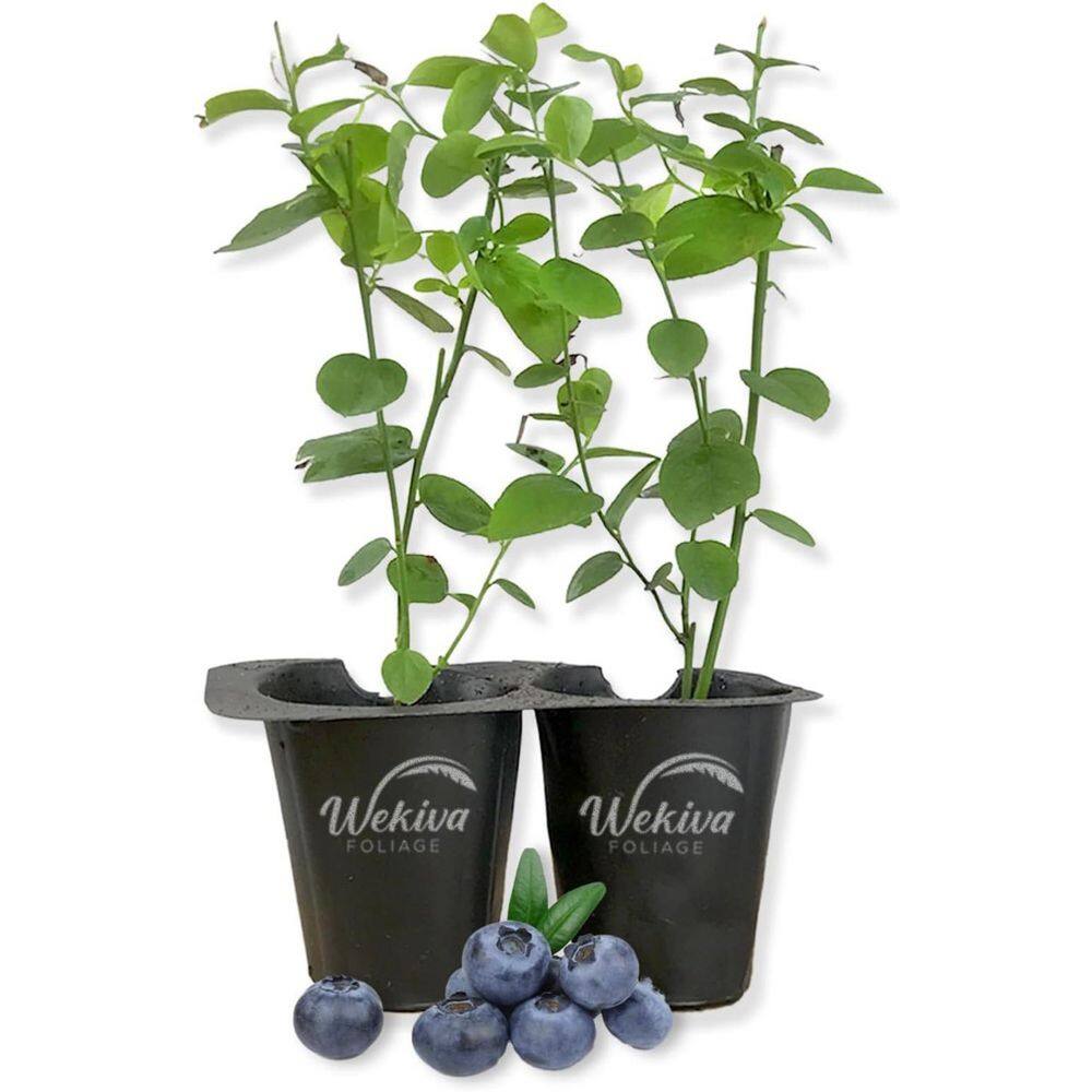 Wekiva Foliage Summer Sunset Blueberry Plant-2 Live Starter Plants ...