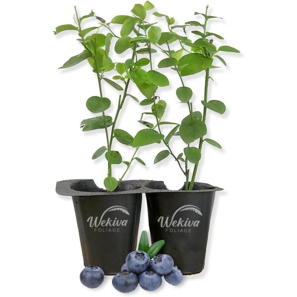 Wekiva Foliage Sunshine Blue Blueberry Plant-2 Live Starter Plants ...