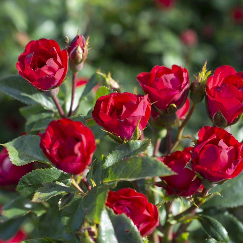 KNOCK OUT Bareroot Petite Knock Out Rose Bush with Red Flowers (2-Pack ...
