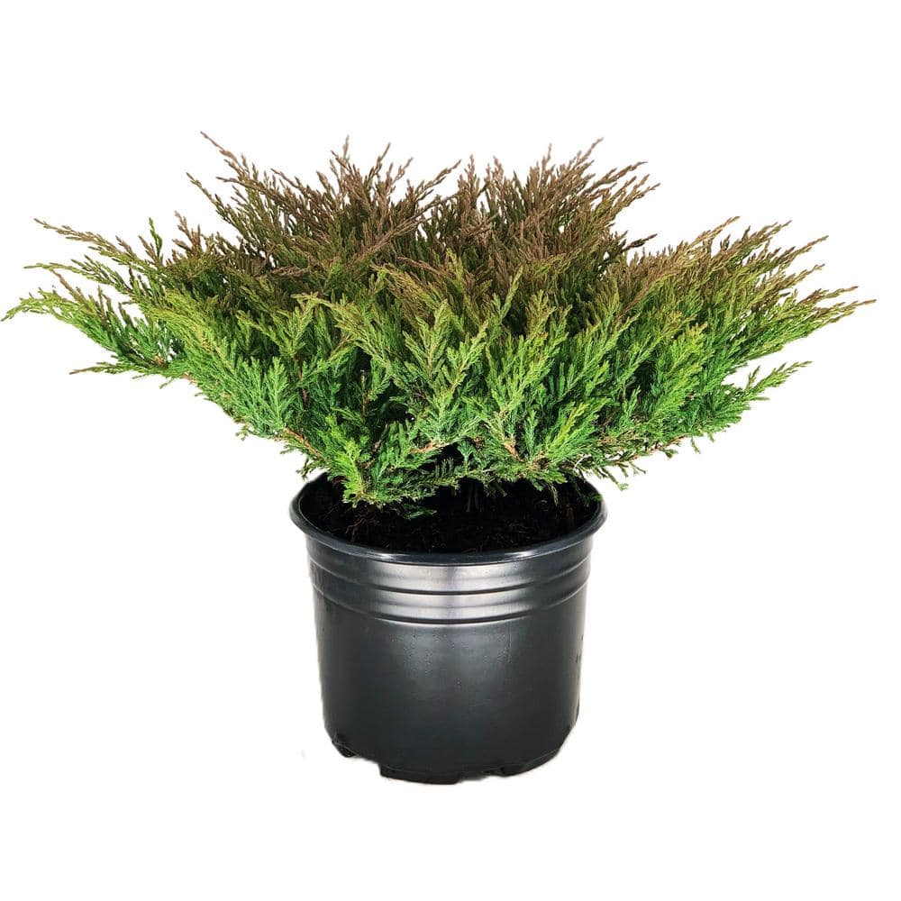 2.25 Gal Youngstown Juniper (Juniperus h. Youngstown) Evergreen Shrub 1 ...