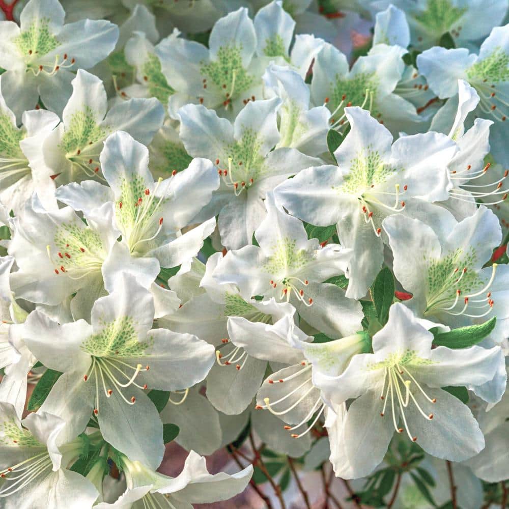 national PLANT NETWORK 2.25 Gal. Azalea Glacier Flowering Shrub with ...
