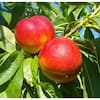 Online Orchards Red Gold Nectarine Tree Bare Root FTNC001 - The Home Depot